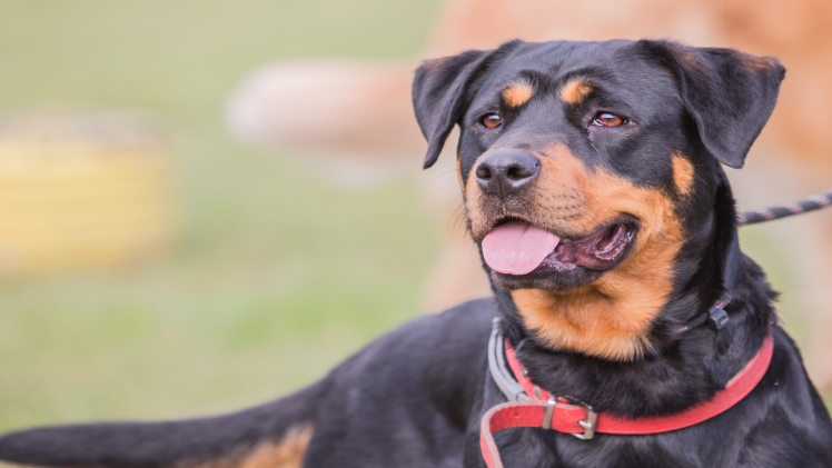 Personal Protection Dogs: Breeds and Traits to Look for in an Effective ...